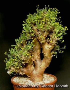 Othonna euphorbioides