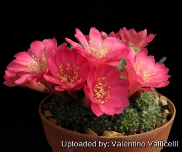 Rebutia hybrid marsoneri x senilis
