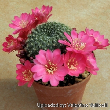 Rebutia hybrid marsoneri x senilis