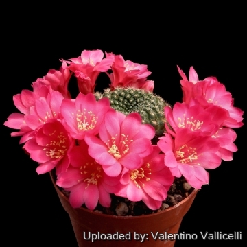 Rebutia hybrid marsoneri x senilis