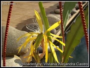 Epiphyllum cv. Fruhlingsgold