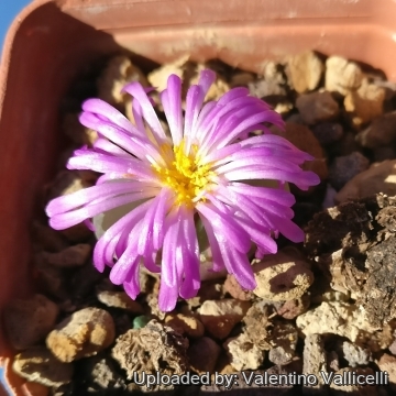 Conophytum praesectum
