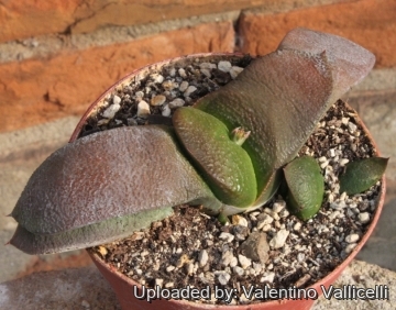 Gasteria armstrongii (Long leaved form)