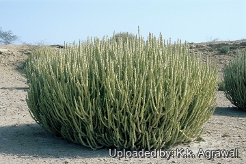 Euphorbia caducifolia