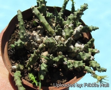 Euphorbia ornithopus