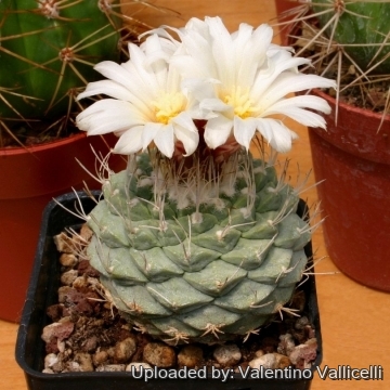 Anhalonium turbiniforme