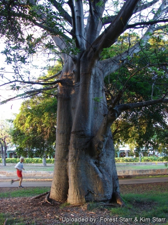 Baobabus digitata Baobabus digitata