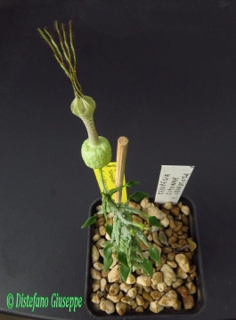 Ceropegia simoneae