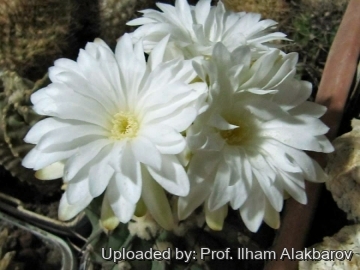 Discocactus insignis