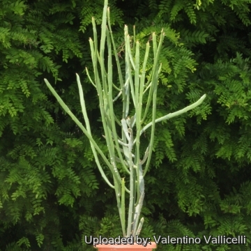 Euphorbia enterophora