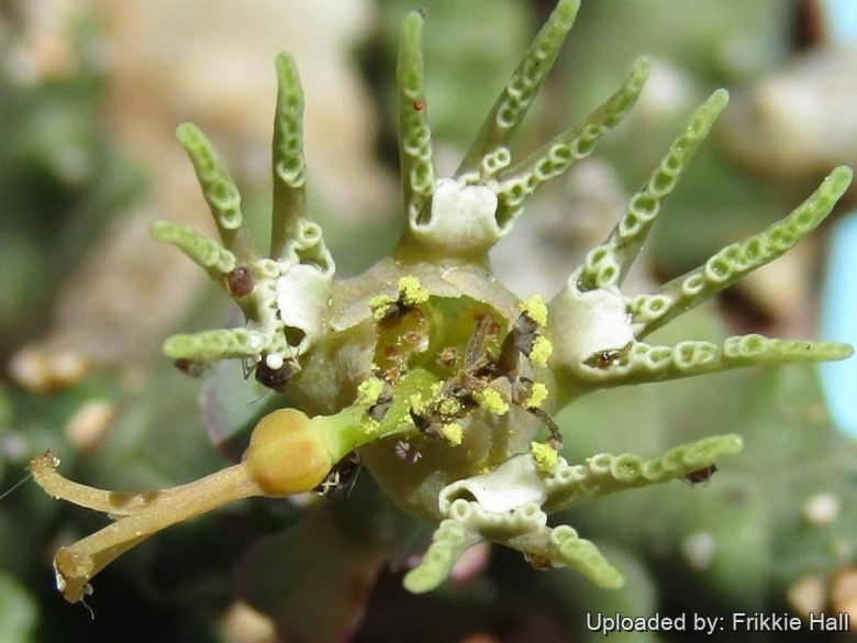 Euphorbia ornithopus