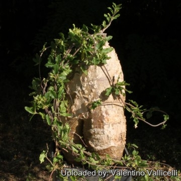 Fockea edulis