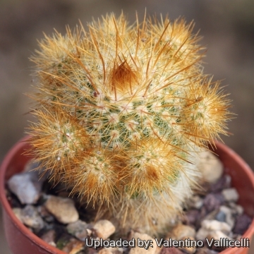 Notocactus minimus var. tenuicylindricus