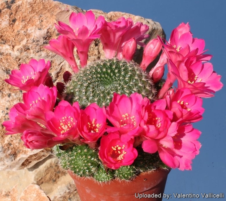 Rebutia hybrid marsoneri x senilis