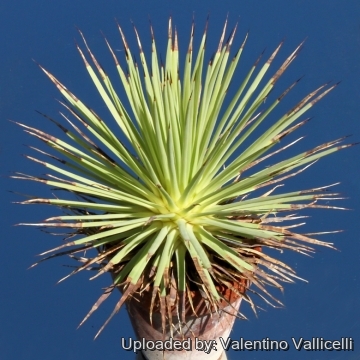 Agave striata f. stricta