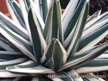 Agave victoriae-reginae cv. Golden Princess