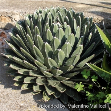 Agave victoriae-reginae f. marginata alba