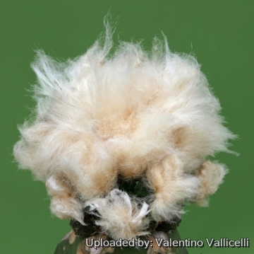 Ariocarpus fissuratus cv. Godzilla (Cotton Flock Type)