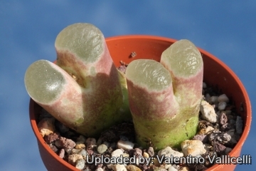 Conophytum caroli