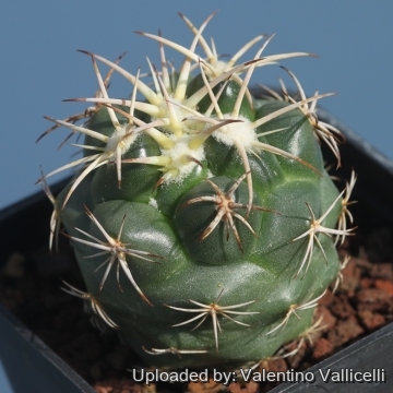 Coryphantha bumamma