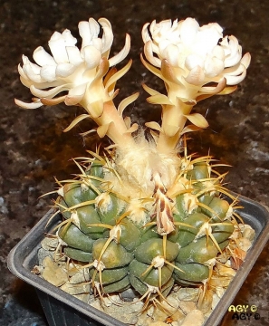 Neodiscocactus heptacanthus
