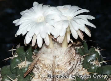 Discocactus cephaliaciculosus