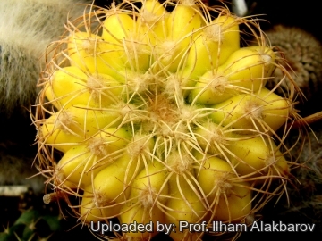 Discocactus heptacanthus