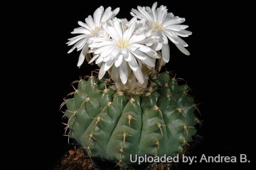 Discocactus heptacanthus
