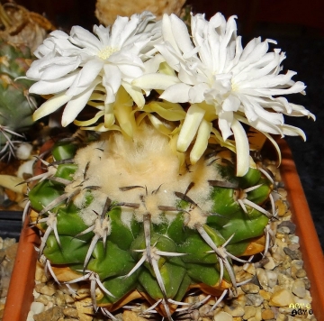 Discocactus tricornis