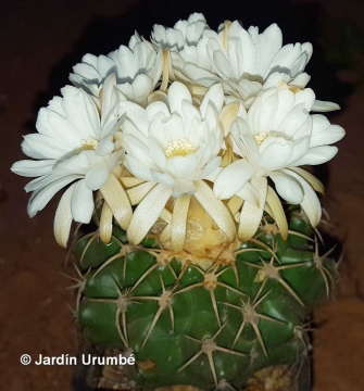 Neodiscocactus heptacanthus