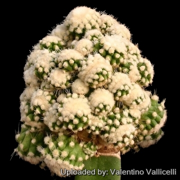 Echinocactus grusonii var. albispinus f. cristatus
