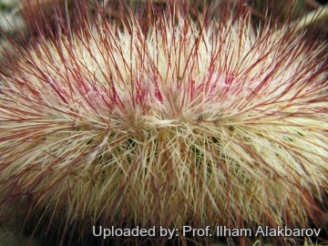 Echinocereus russanthus subs. fiehnii