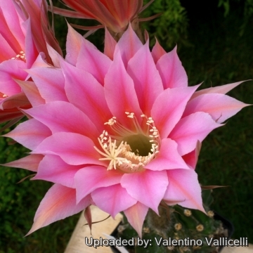 Echinopsis cv. Beyond Infinity