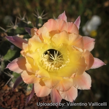 Echinopsis cv. Coletta