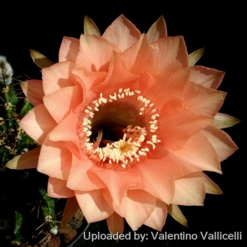 Echinopsis cv. Coletta