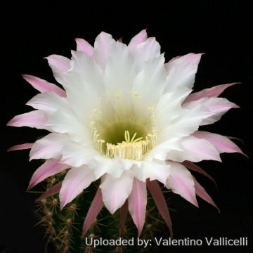 Echinopsis cv. Elegant Lady