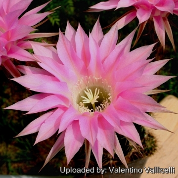 Echinopsis cv. Coletta
