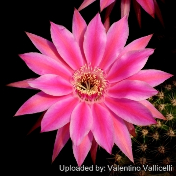 Echinopsis cv. Coletta