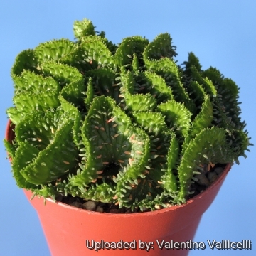 Euphorbia flanaganii