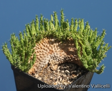 Euphorbia flanaganii