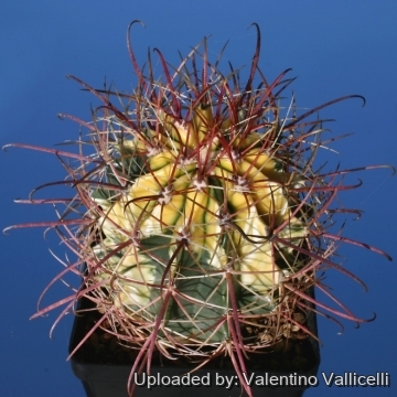 Ferocactus acanthodes f. albispinus