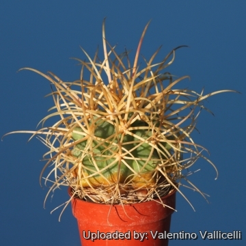 Ferocactus acanthodes f. albispinus