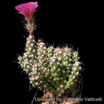 Grusonia pulchella f. tuberculosirhopalica