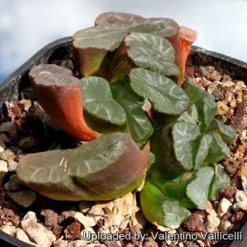 Haworthia truncata f. crassa
