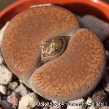 Lithops aucampiae C389 cv. Betty’s Beryl