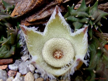 Orbea ciliata var. cristata