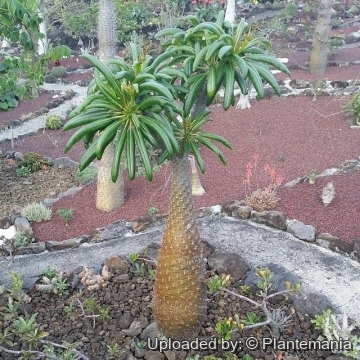 Pachypodium menabeum