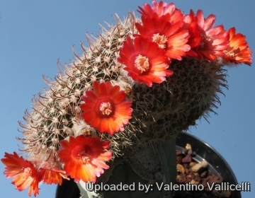 Parodia mutabilis
