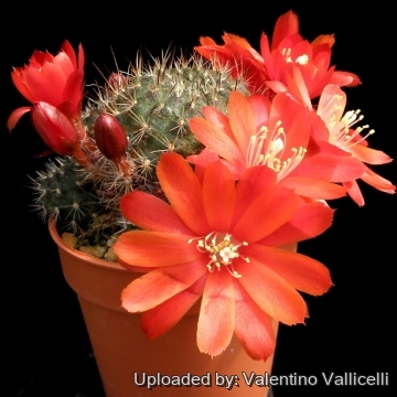 Rebutia spegazziniana