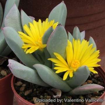 Schwantesia triebneri